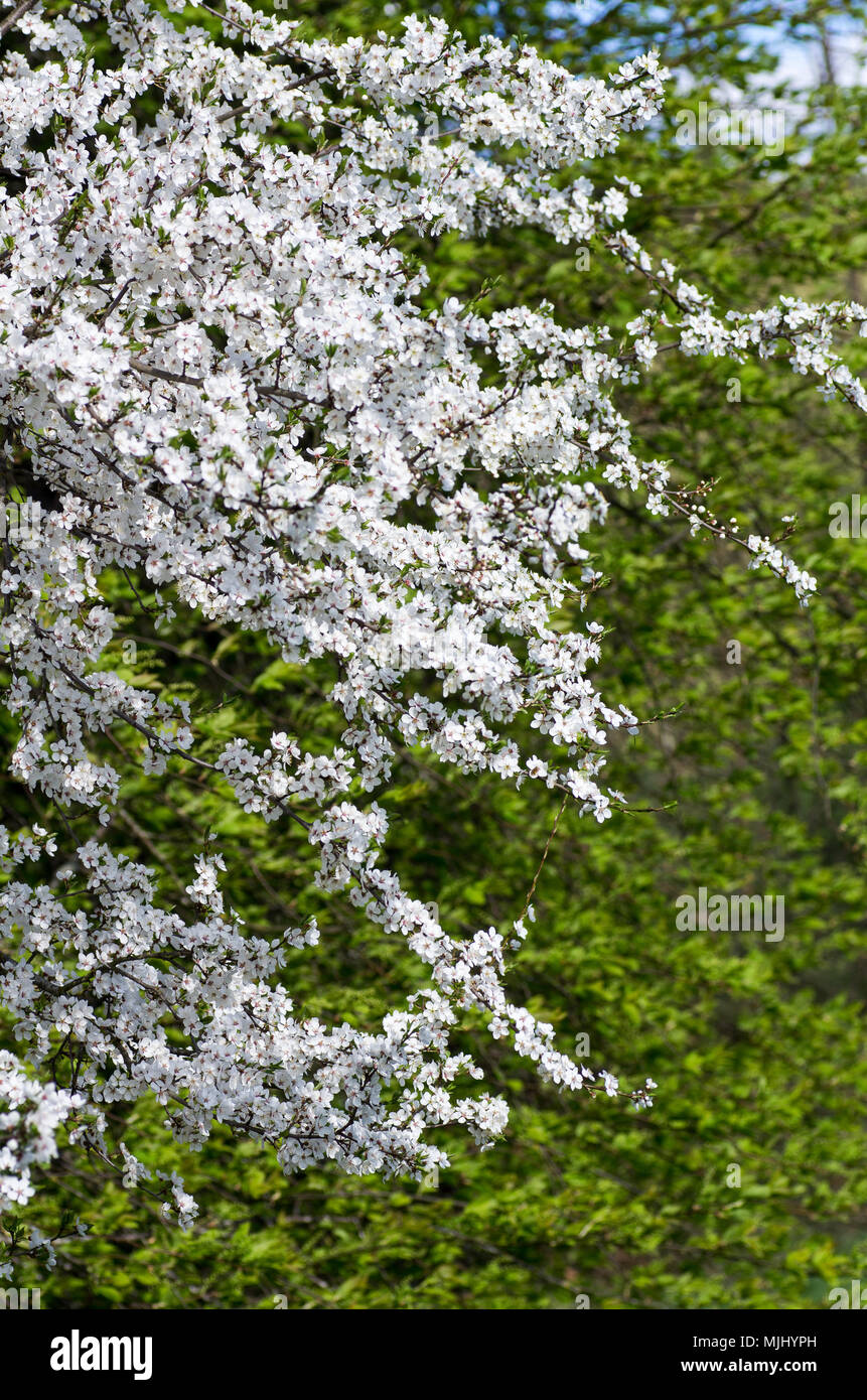 A plum tree blooming in early spring.Branch with fresh bloom of wild ...