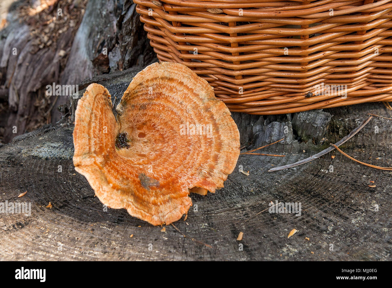 Harvested at autumn amazing edible mushroom Saffron Milk Cap known as ...