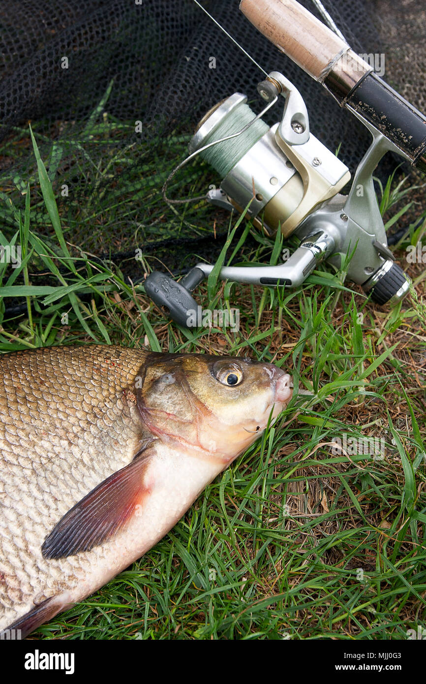 Just taken from the water freshwater common bream known as bronze bream ...