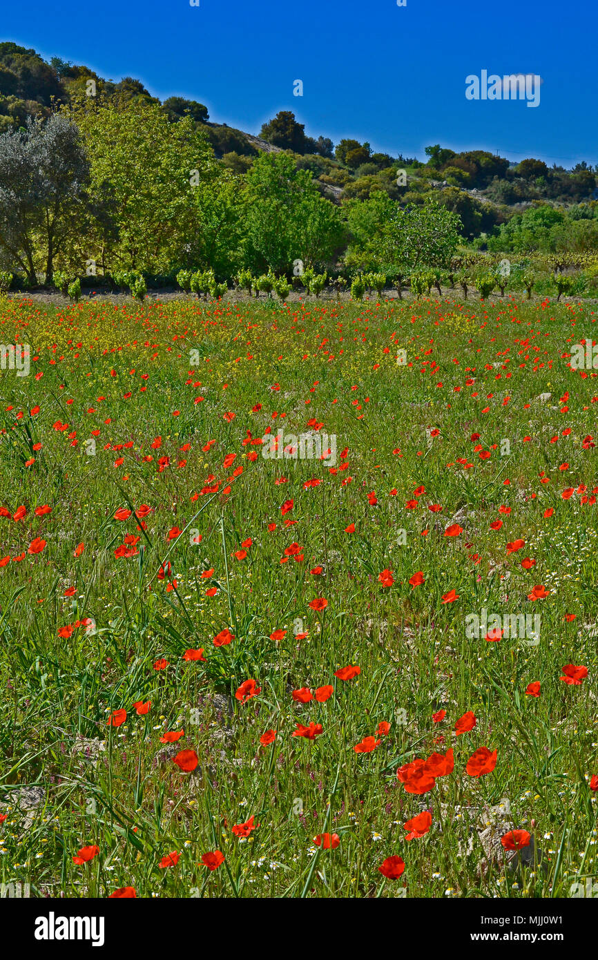 The colourful countryside of Cyprus in spring with field of wild ...