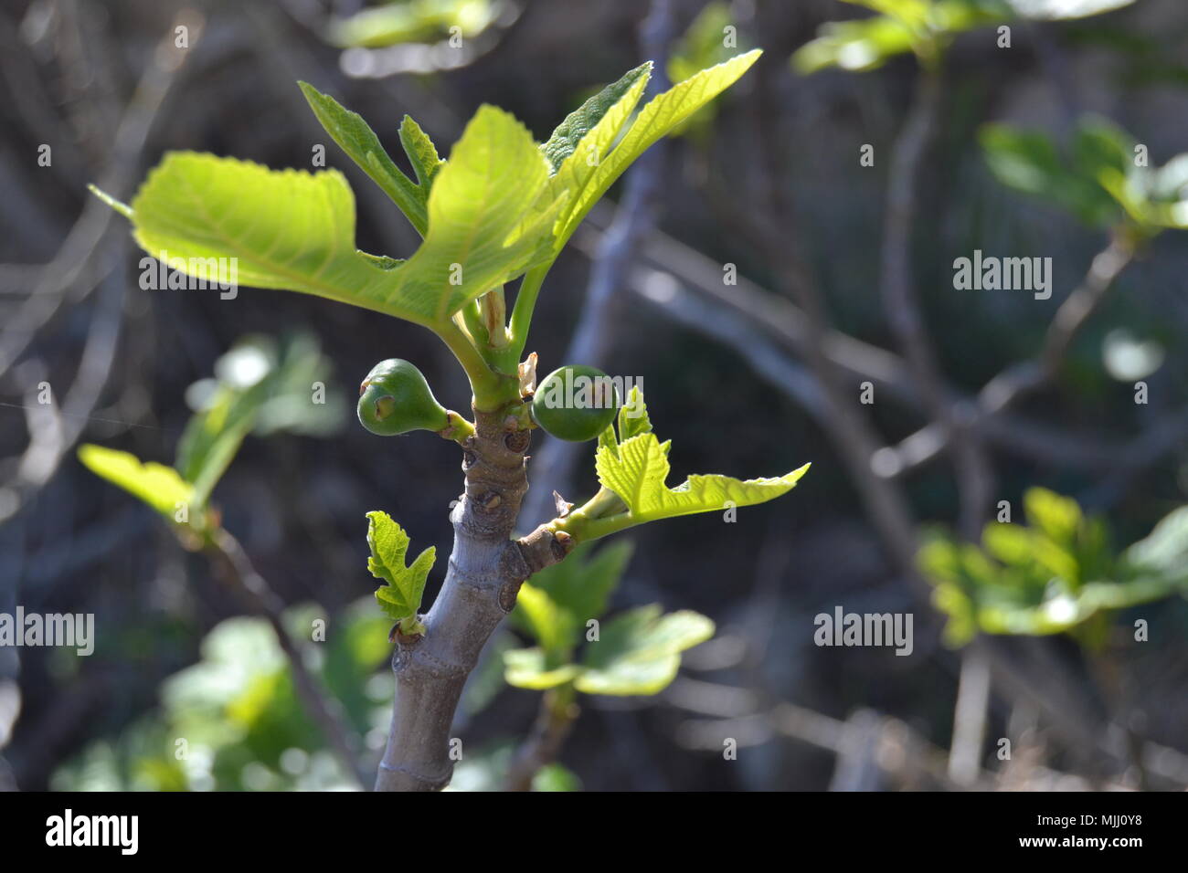 Fig beginning to sprout Stock Photo - Alamy