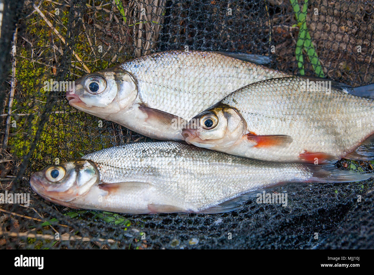 Freshwater Fish Information