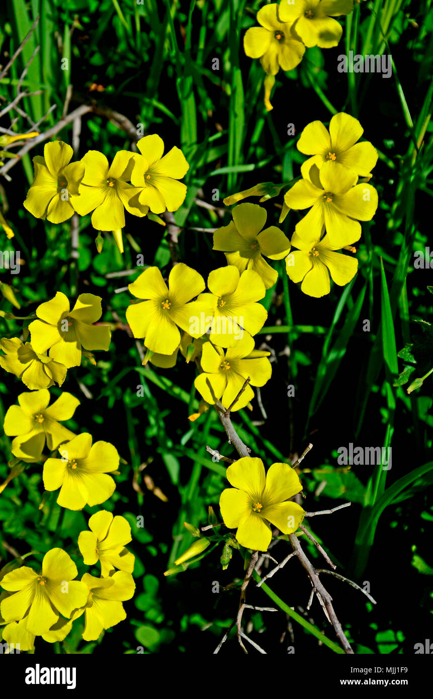 Wild Yellow Flowers Cyprus High Resolution Stock Photography and Images ...