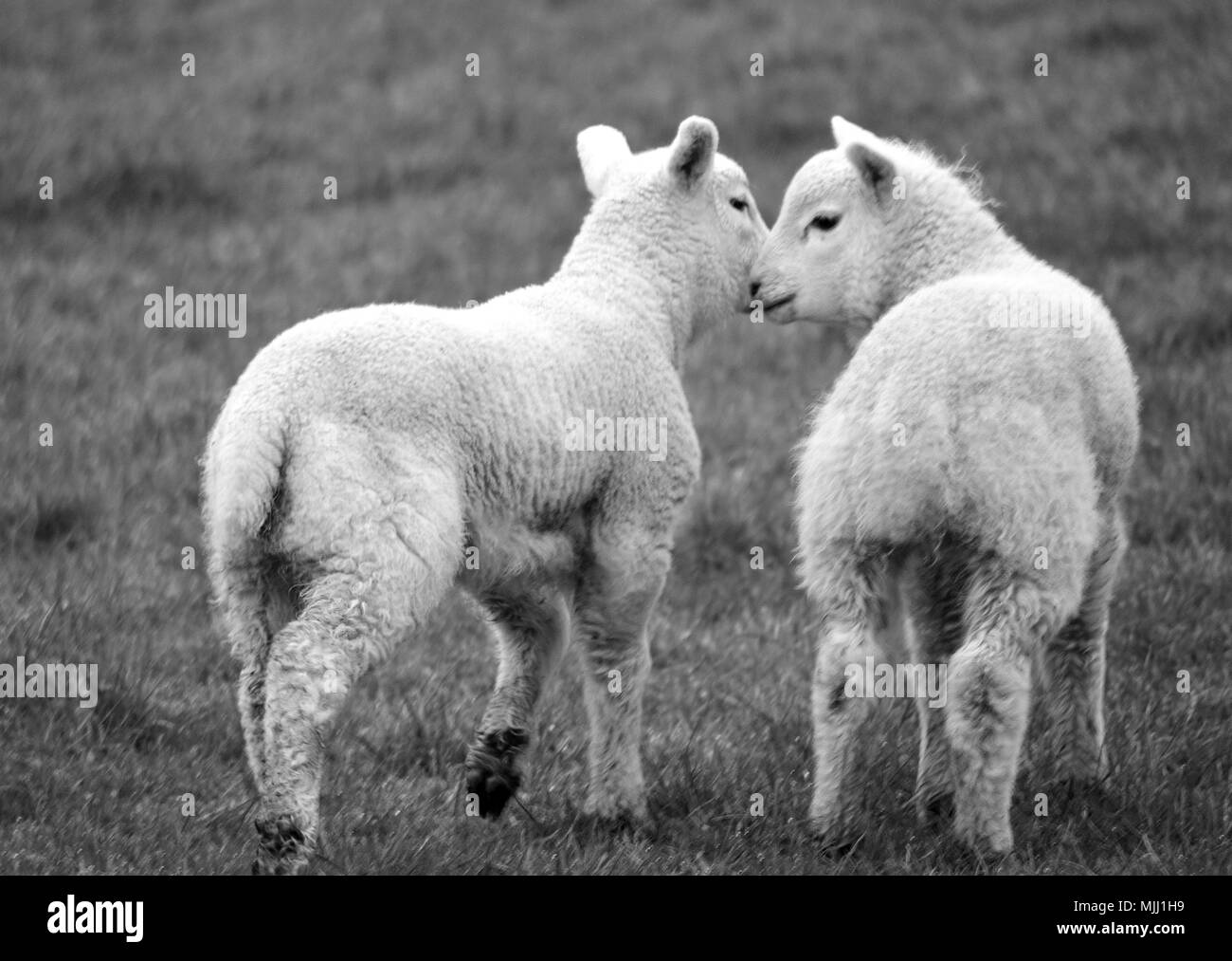 Young lambs Black and White Stock Photos & Images - Alamy