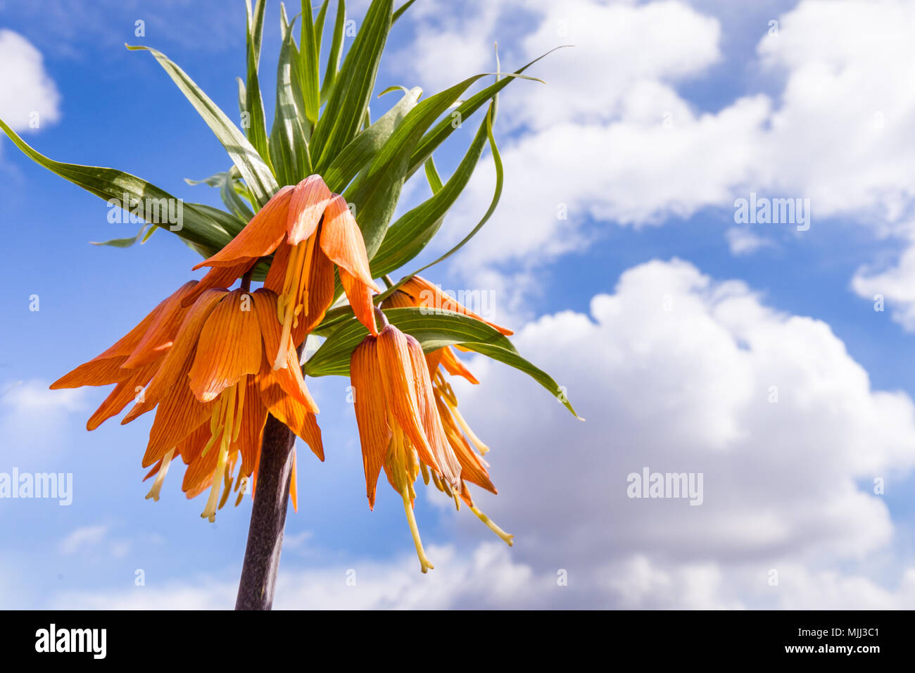 Orange crown imperial flowers Stock Photo - Alamy