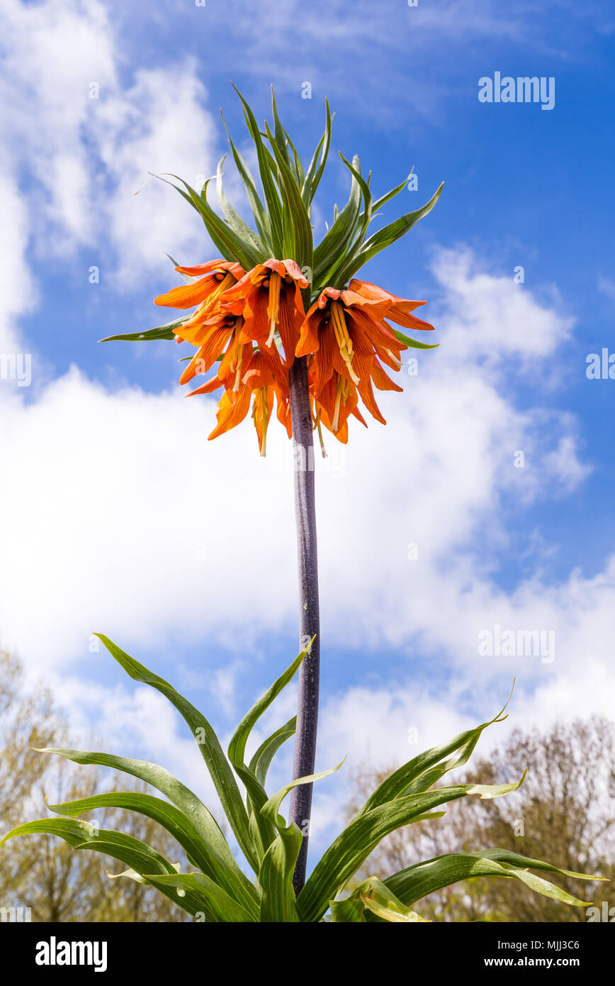 Orange crown imperial flowers Stock Photo - Alamy