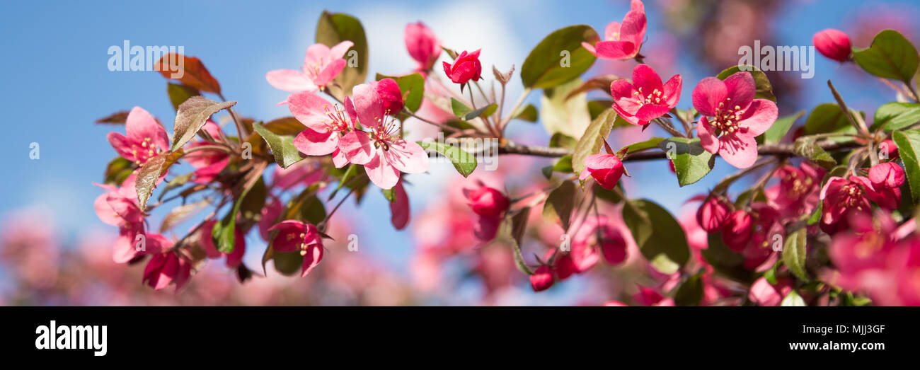 Flower border panorama hi-res stock photography and images - Alamy