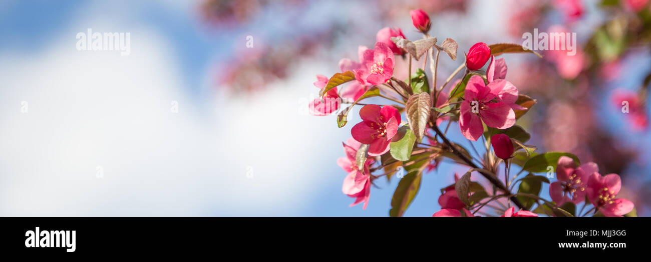 Flower border panorama hi-res stock photography and images - Alamy