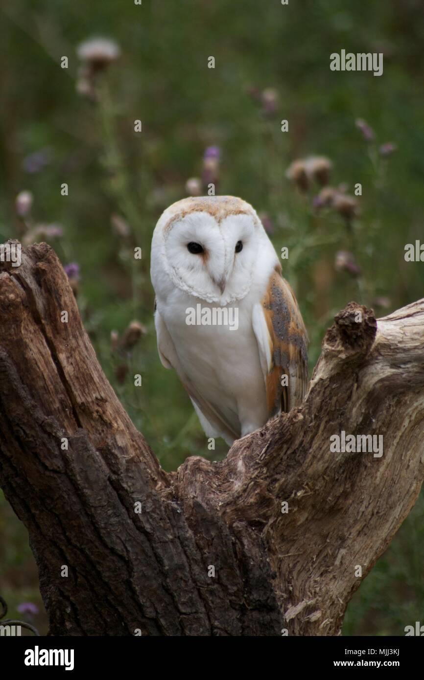 Owl in tree stump hi-res stock photography and images - Alamy