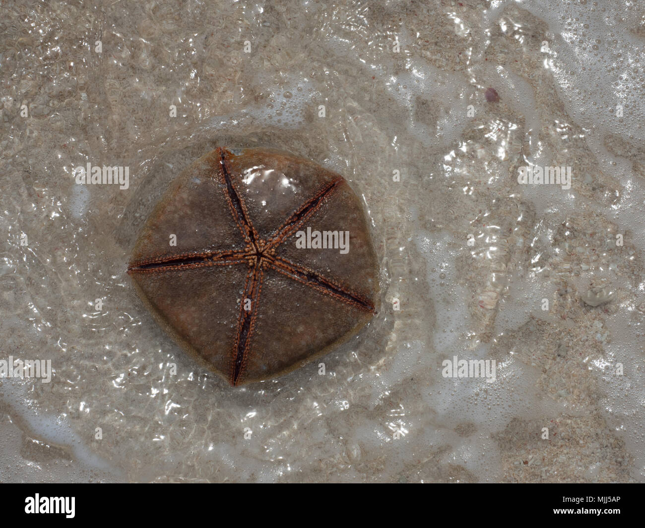 Brown, exotic starfish on the beach. Indonesia, Seven Islands, near the ...
