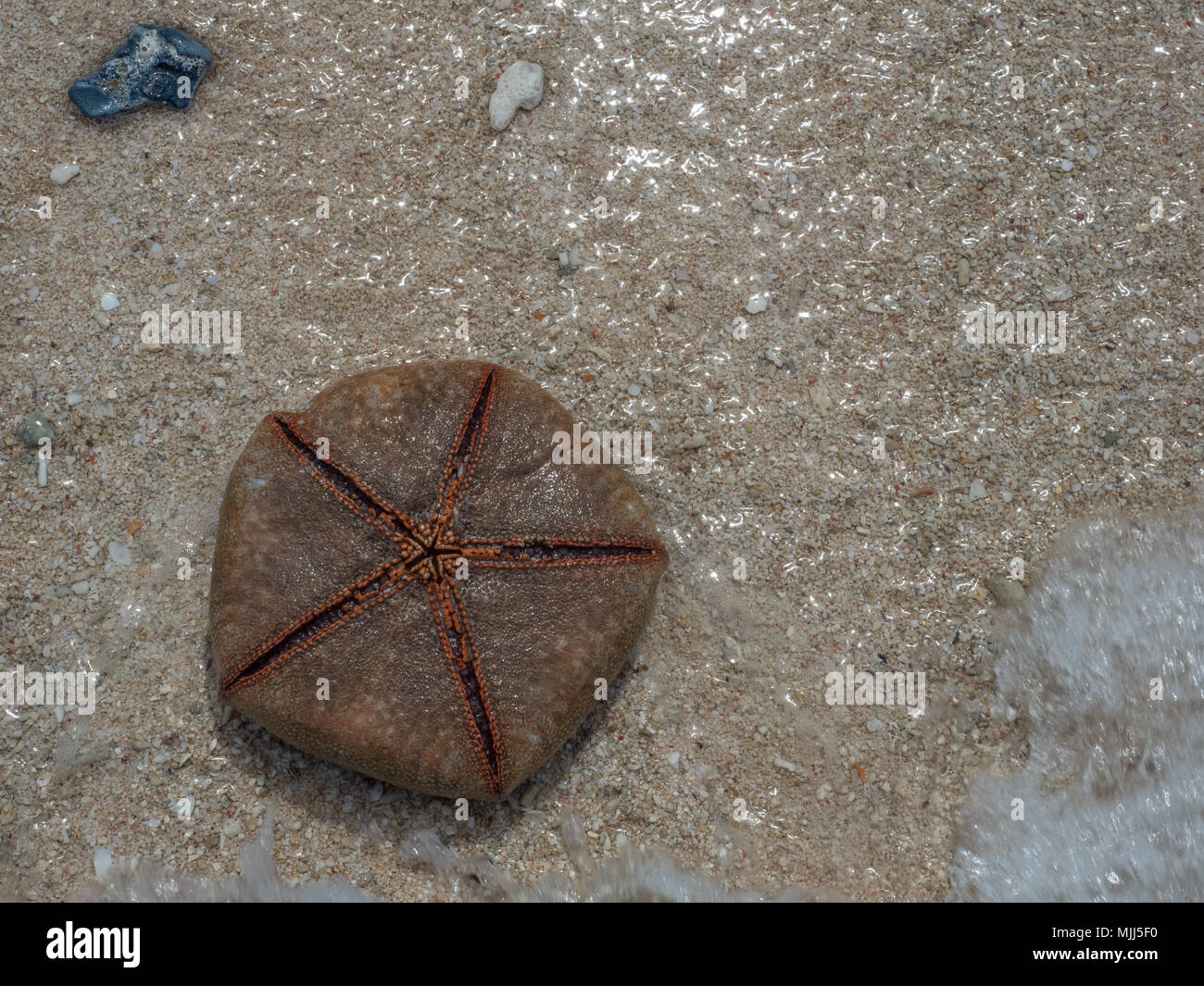 Brown, exotic starfish on the beach. Indonesia, Seven Islands, near the ...