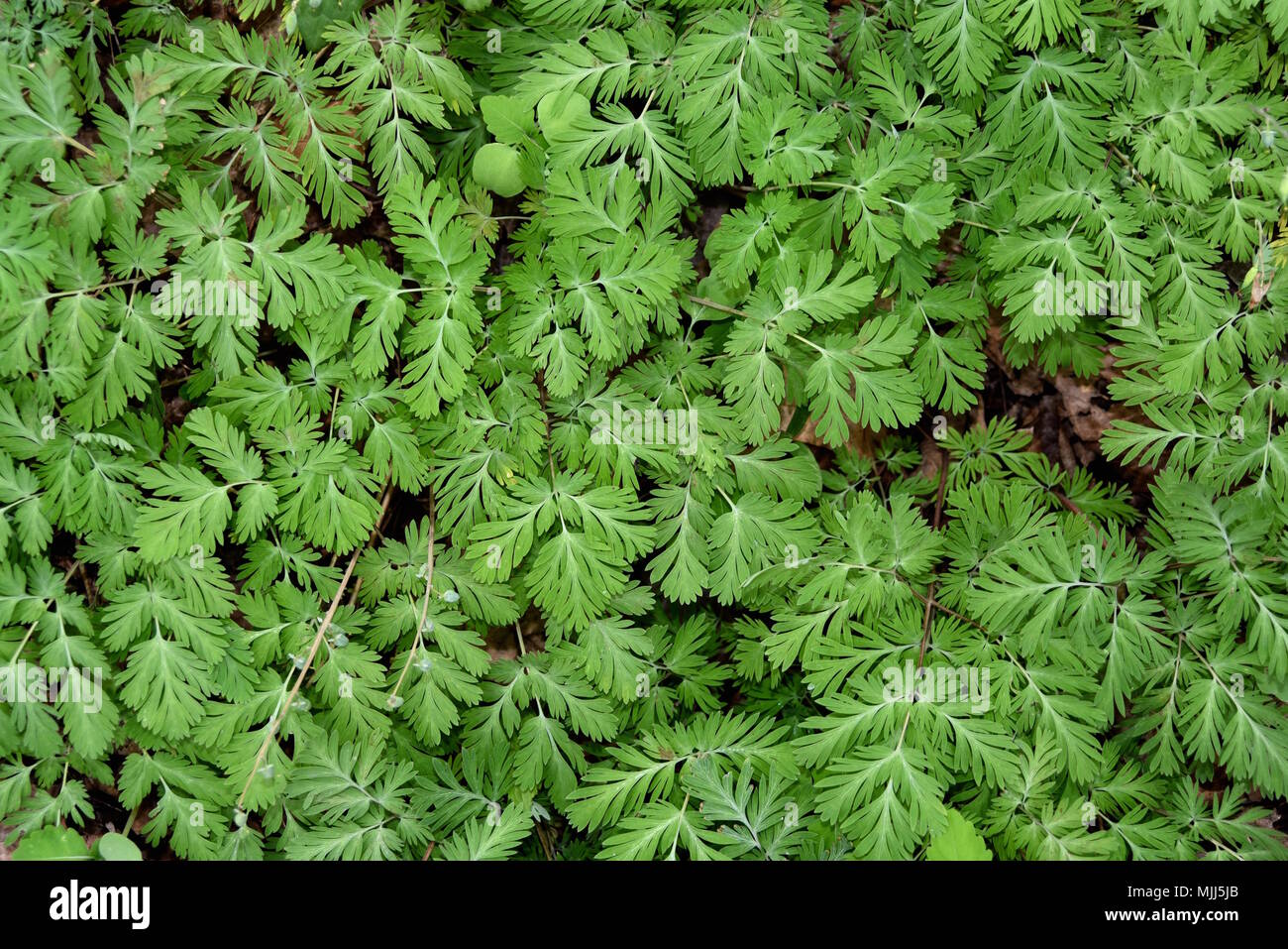 Detail of the highly dissected leaves of a colony of Dutchman's ...