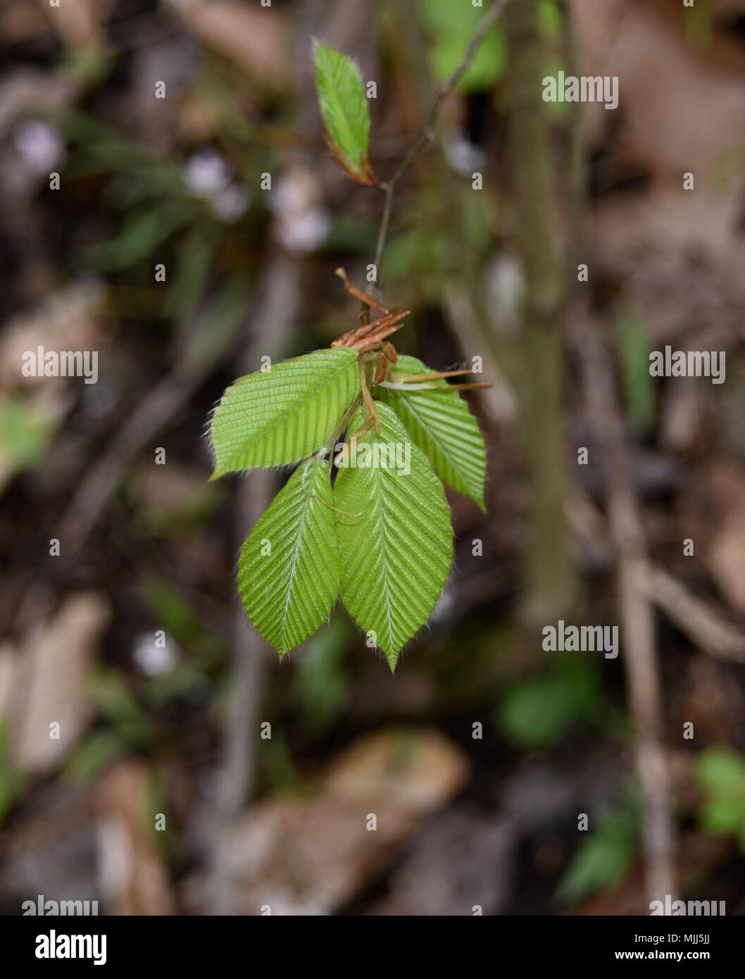 American beech tree hi-res stock photography and images - Alamy