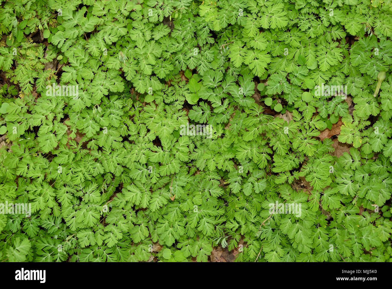 Detail of the highly dissected leaves of a Dutchman's breeches plant in ...