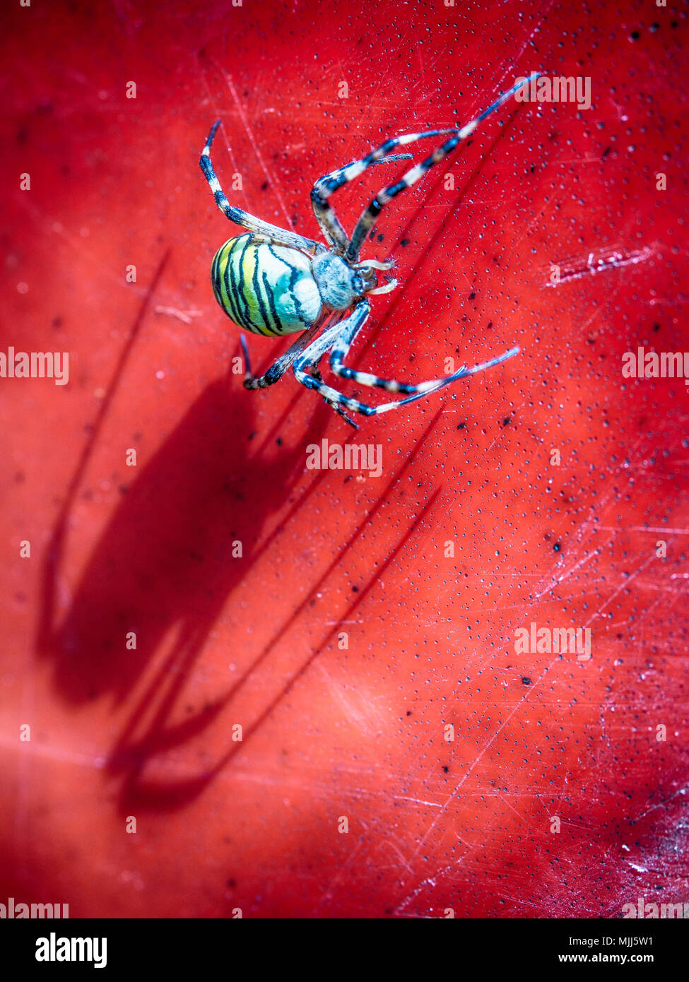 Huge, colorful spider on red canoe. wasp spider Stock Photo - Alamy