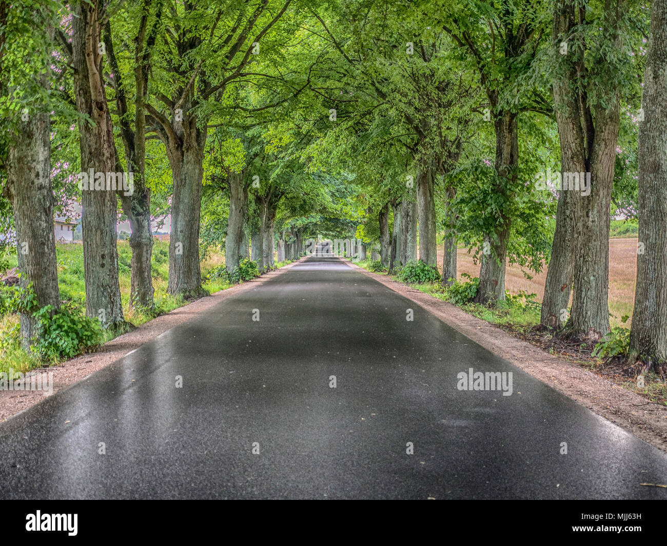 Wet tree lined street hi-res stock photography and images - Alamy