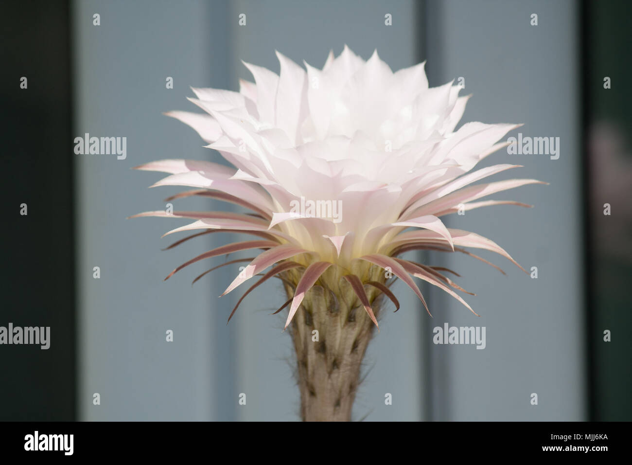 White flower of cactus hi-res stock photography and images - Alamy