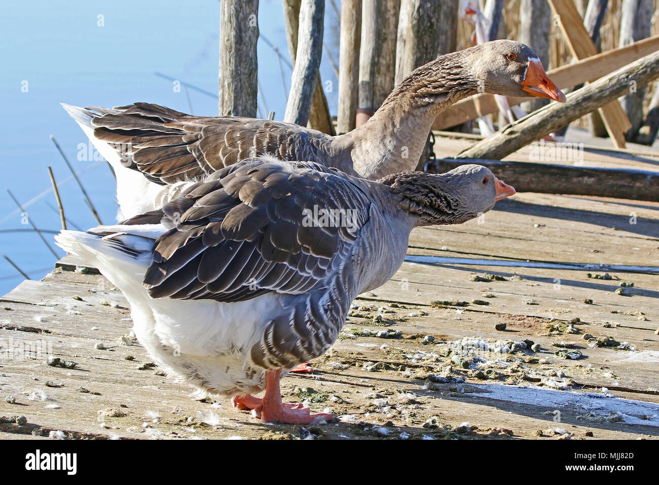 Male Female Geese High Resolution Stock Photography and Images - Alamy