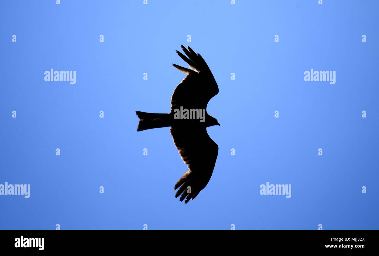 Raptor soaring in a clear blue sky Stock Photo - Alamy