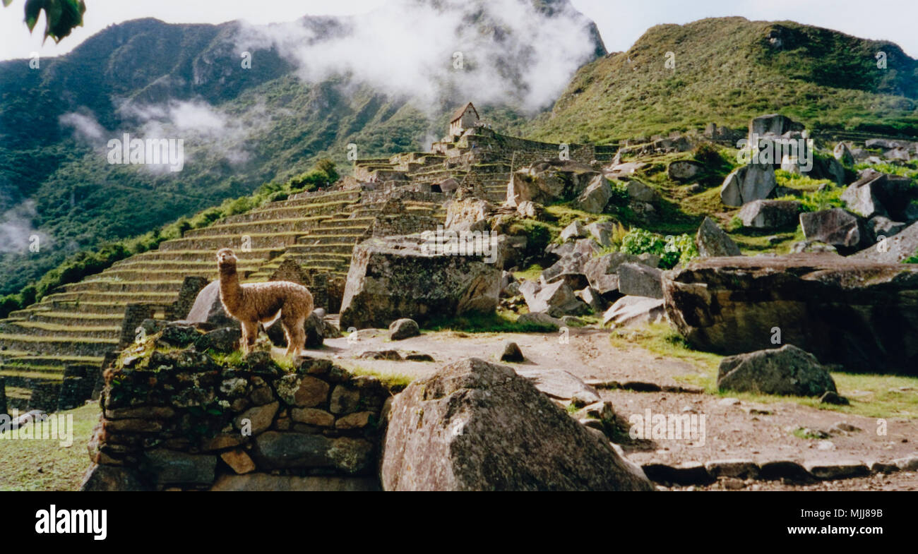 alpaca standing on wall in the incan city of machu picchu high in the ...