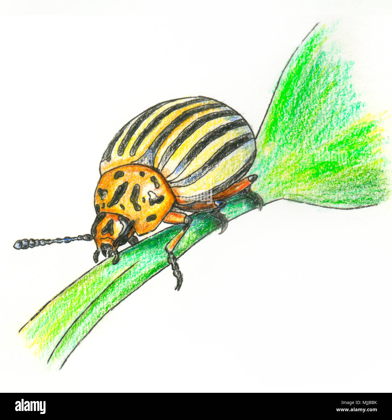 The illustration of Colorado potato beetle. This is hand drawn ...