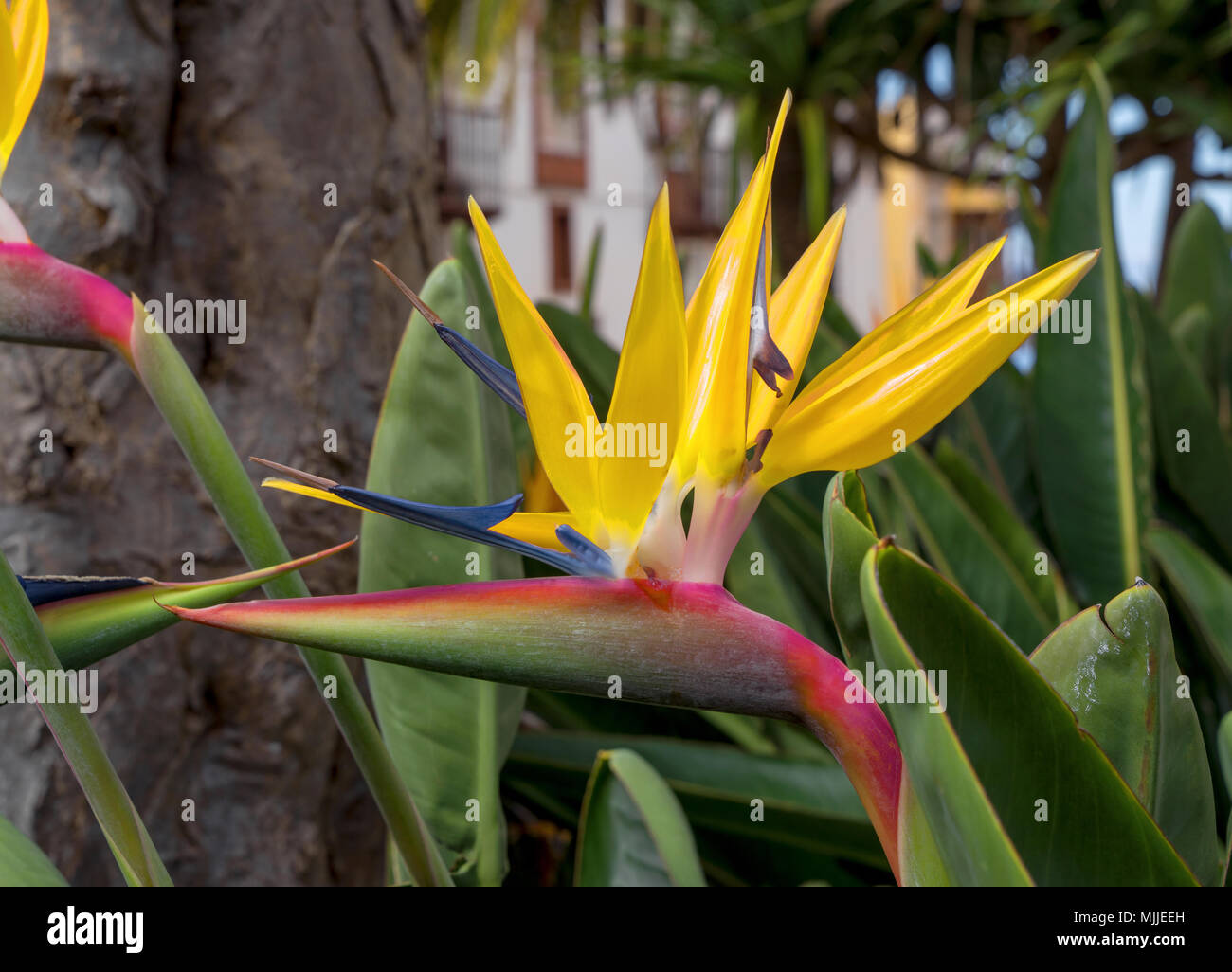 Blooming strelitzia hi-res stock photography and images - Alamy