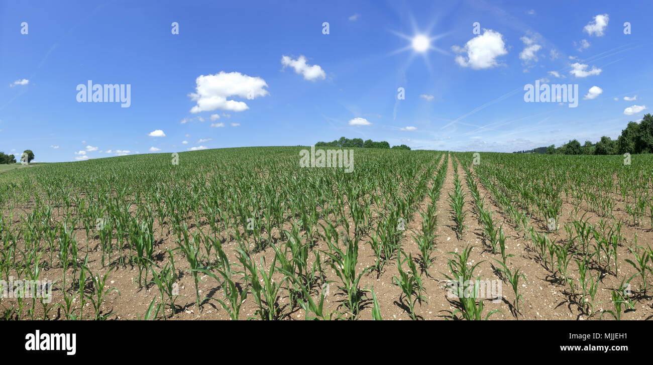 Field with young corn plants in the sunshine Stock Photo - Alamy