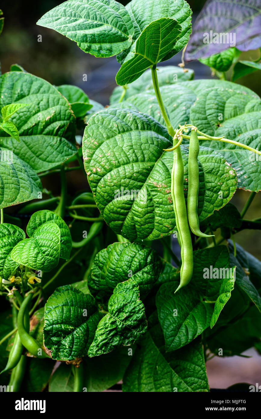 Stringless hi-res stock photography and images - Alamy