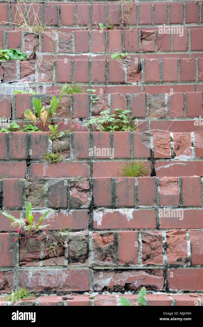 weed growing on weatherd brick steps Stock Photo - Alamy