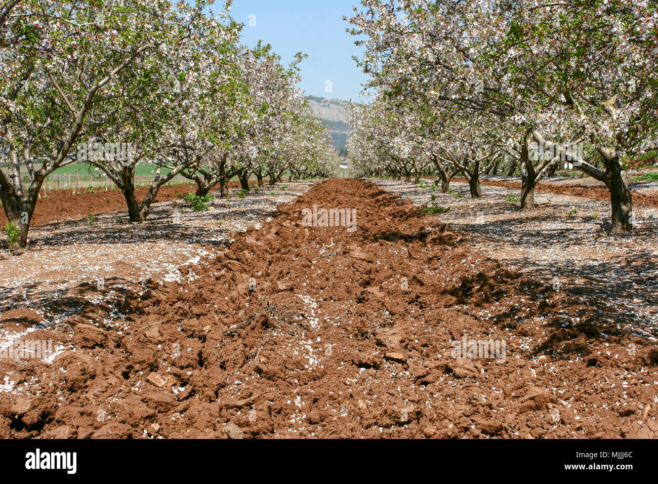 A plantation of blooming almond trees. Photographed in Israel in March ...
