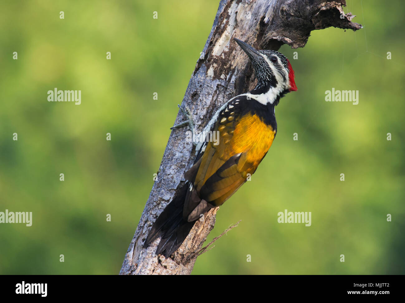Black flameback hi-res stock photography and images - Alamy