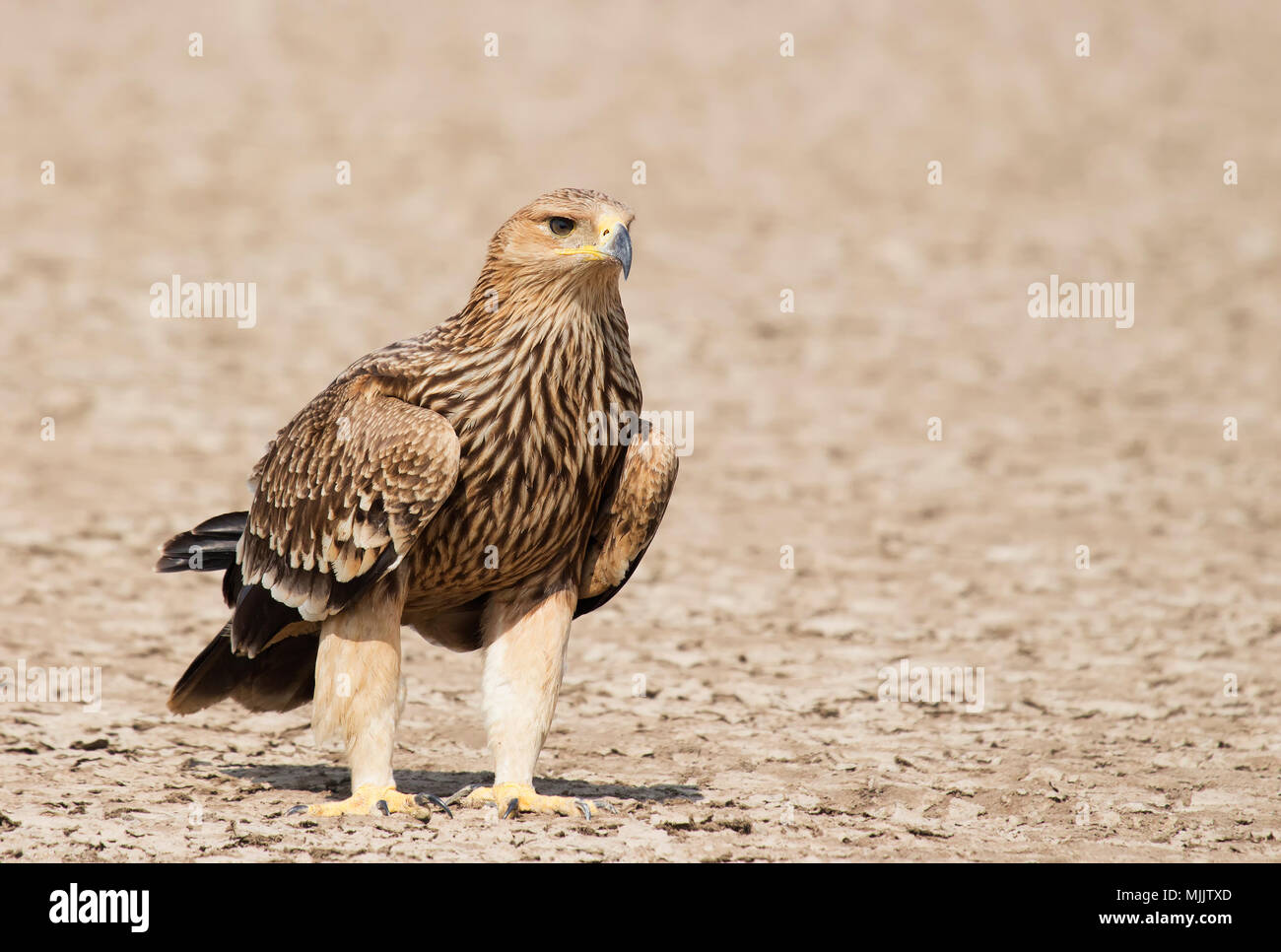 Killer birds hi-res stock photography and images - Alamy