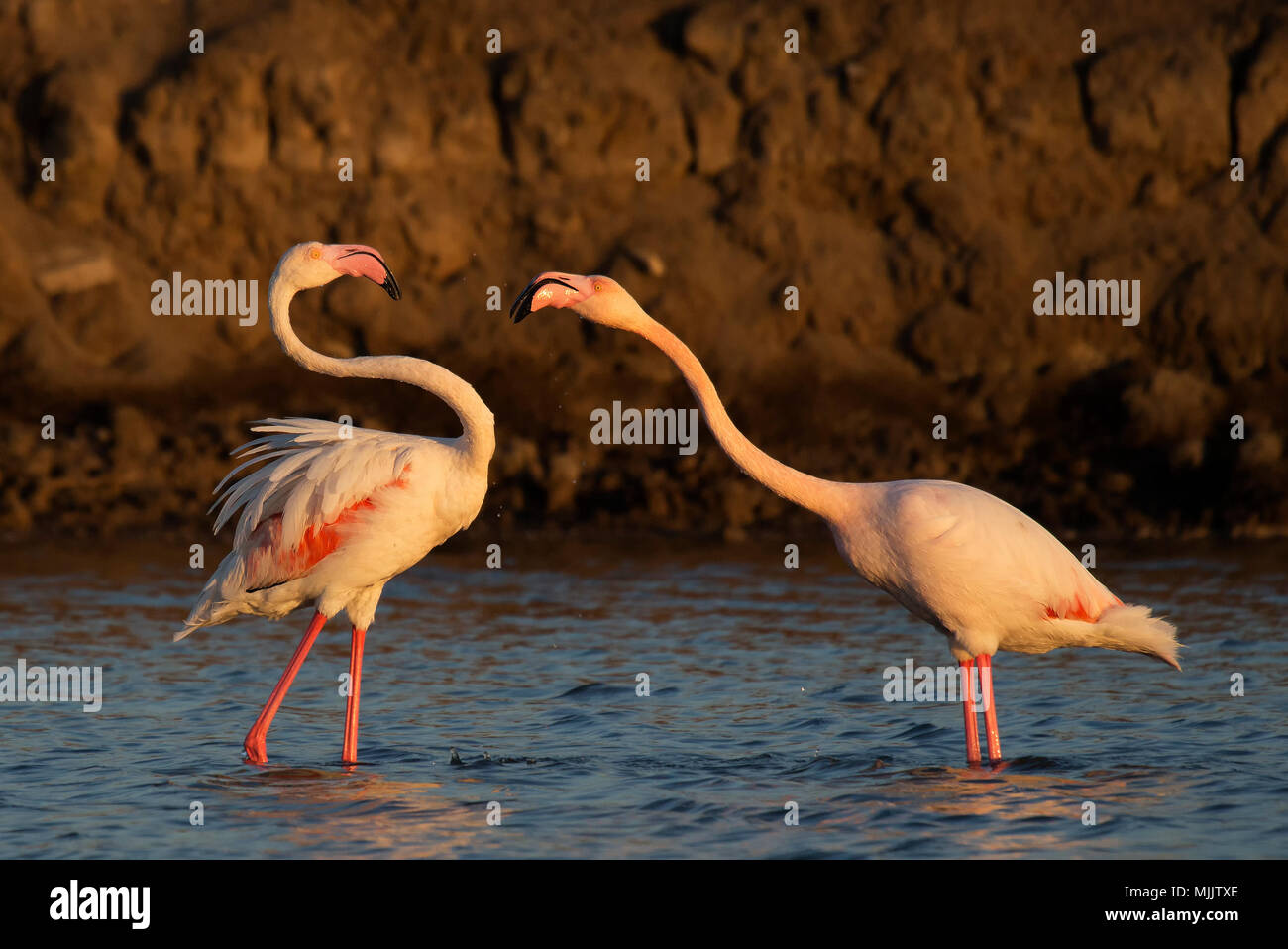 Greaterflamingo hi-res stock photography and images - Alamy