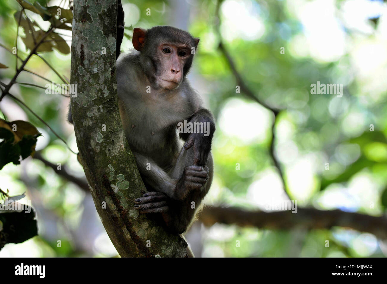 Maulvi Bazar, Bangladesh - July 26, 2010: Monkey at Lawachara National ...