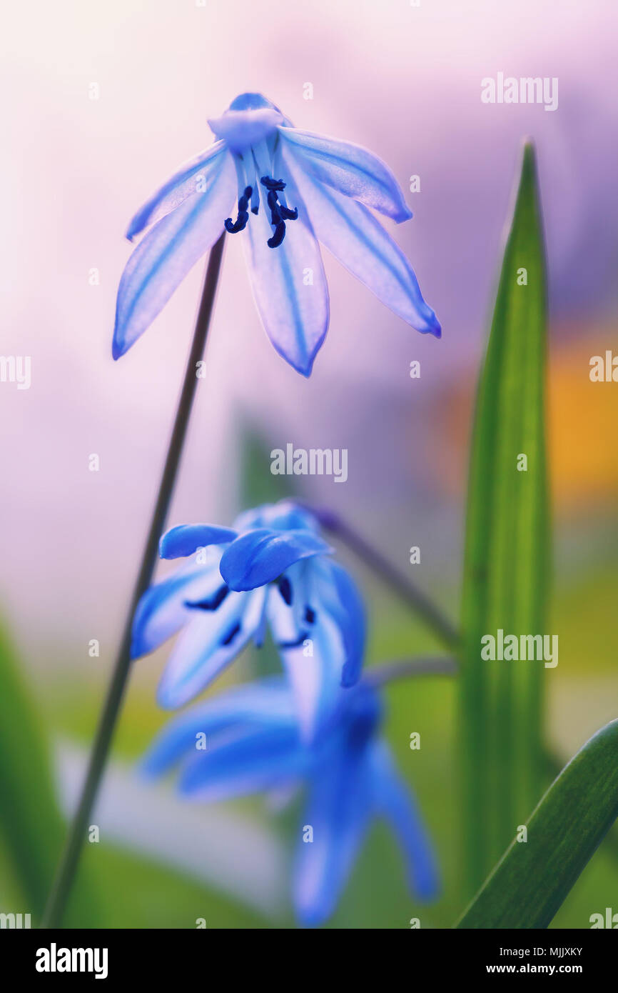 First of the spring wildflowers hi-res stock photography and images - Alamy