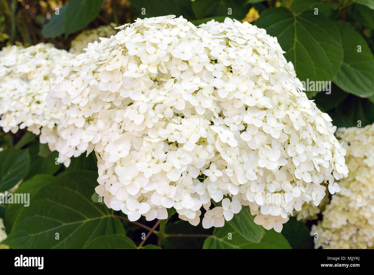 Shrub with white lush flowers - hydrangea. To park, garden Stock Photo ...