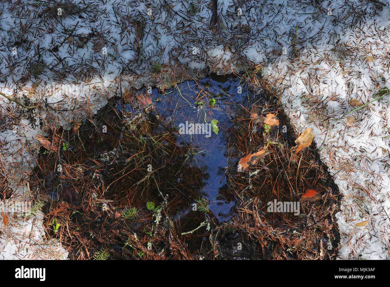 Thaw with formed on the ground puddle in forest in beginning of spring ...