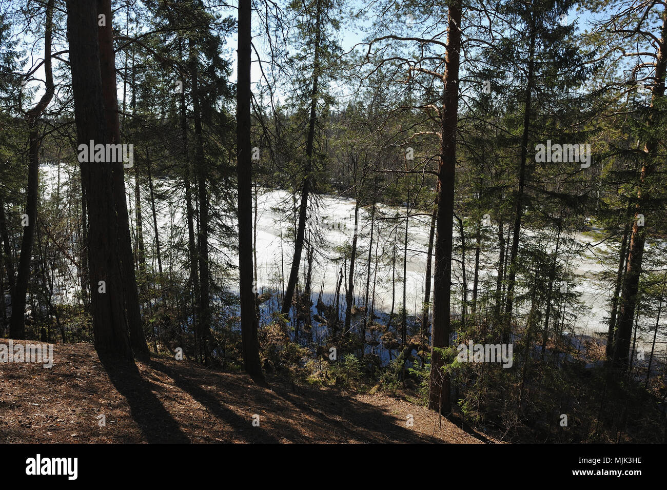 Spring in the coniferous forest. View to the forest lake Stock Photo ...