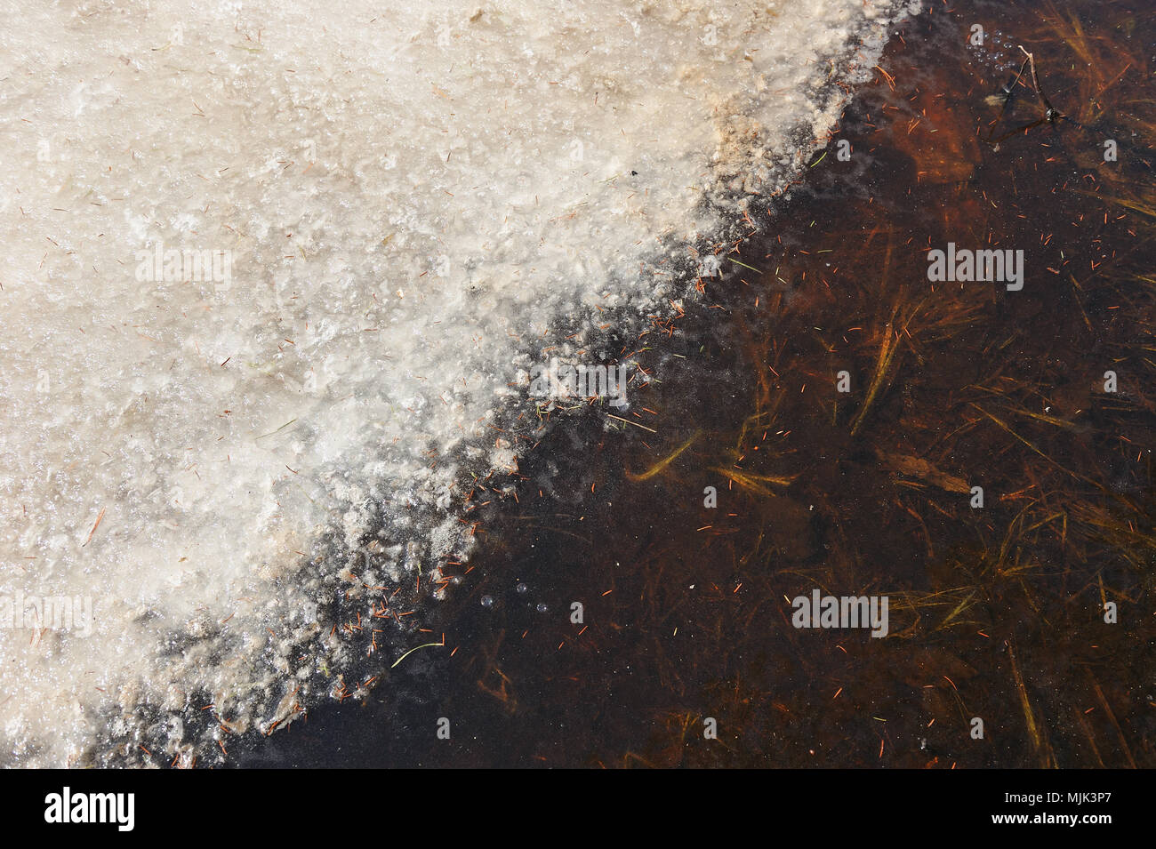 Thaw with formed on the ground puddle in forest in beginning of spring ...