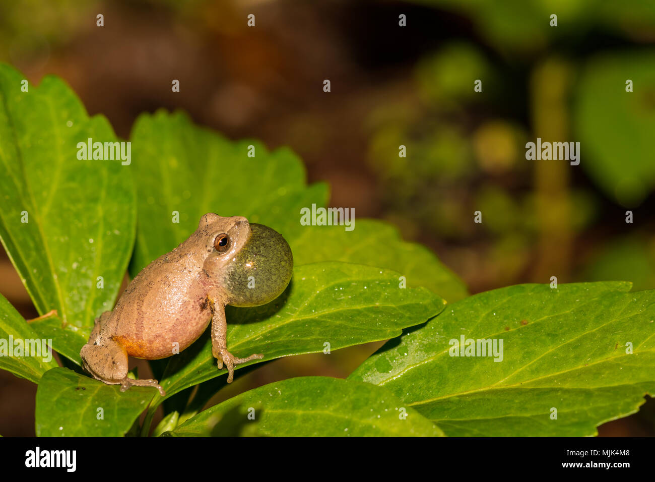 Northern Spring Peeper (Pseudacris crucifer Stock Photo - Alamy
