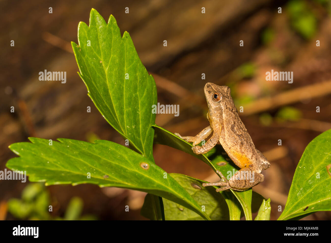 Crucifer hi-res stock photography and images - Alamy