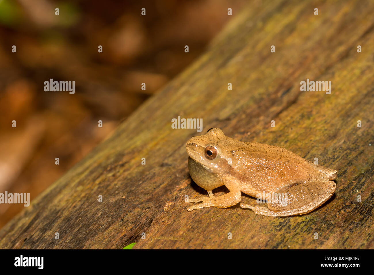 Northern Spring Peeper (Pseudacris crucifer Stock Photo - Alamy