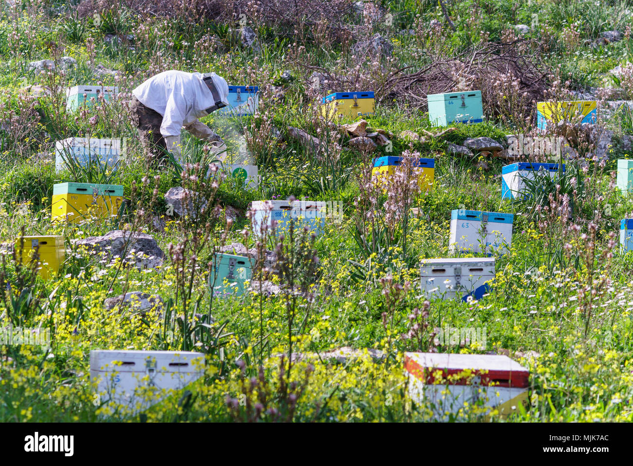 Beekeeping hi-res stock photography and images - Alamy
