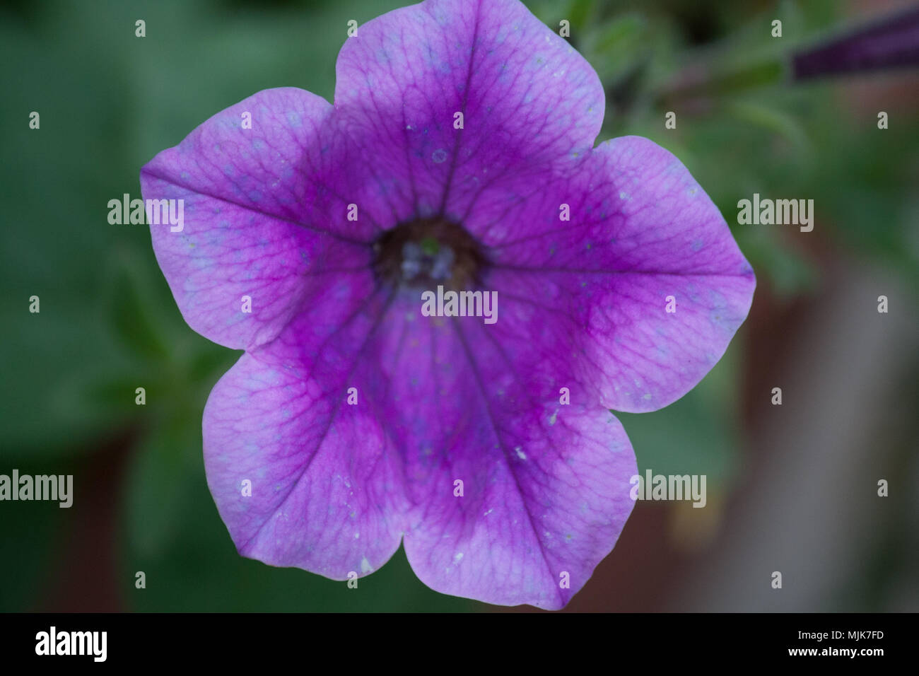 Puple flower hi-res stock photography and images - Alamy