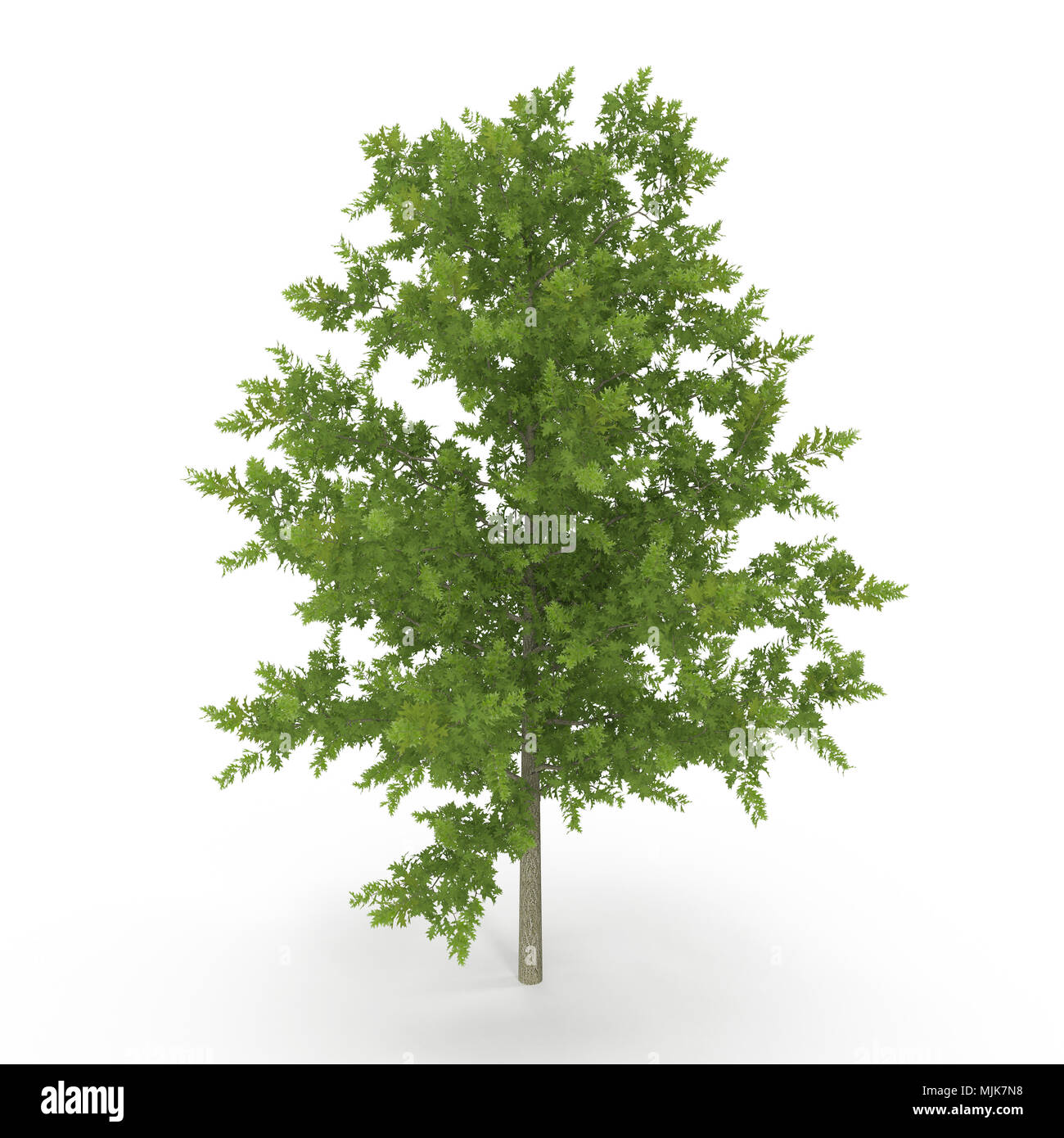 Japanese Oak Tree High Resolution Stock Photography and Images - Alamy