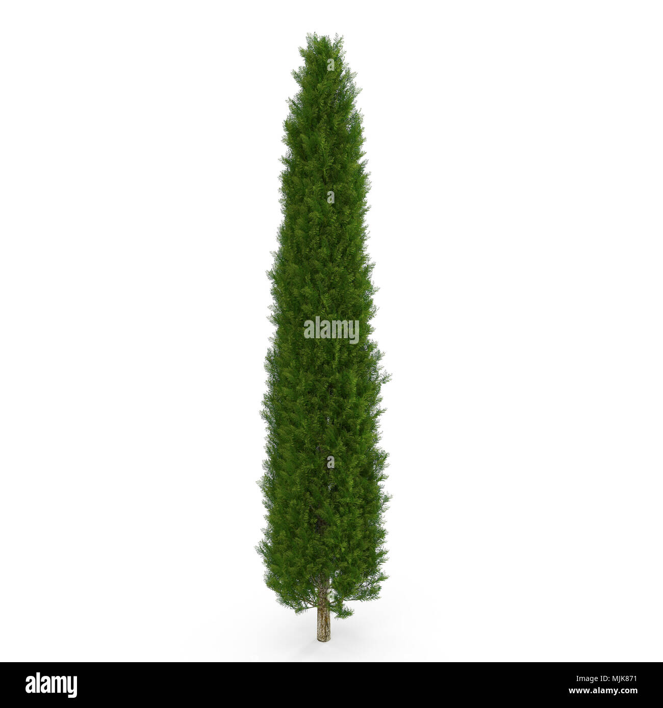 Cypress Tree on white. 3D illustration Stock Photo - Alamy