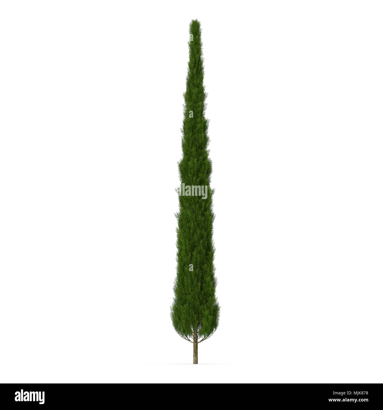 Thuja smaragd white cedar hi-res stock photography and images - Alamy