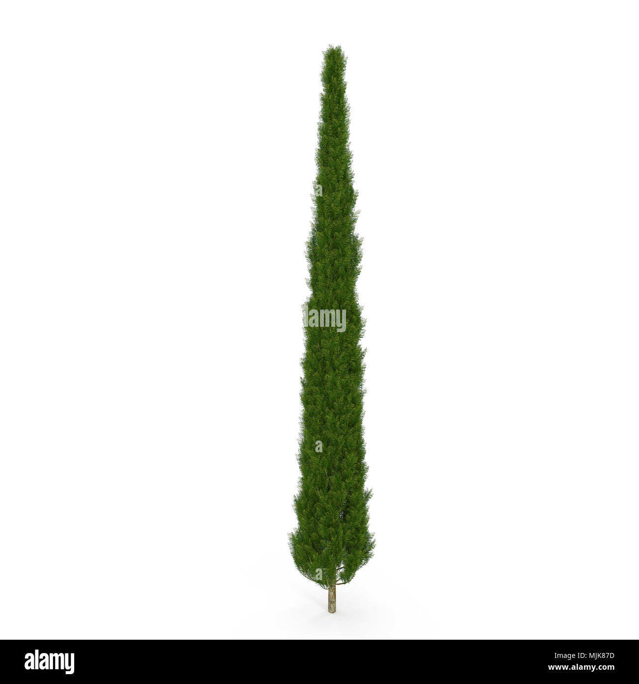Columnar Cypress Cut Out Stock Images & Pictures - Alamy