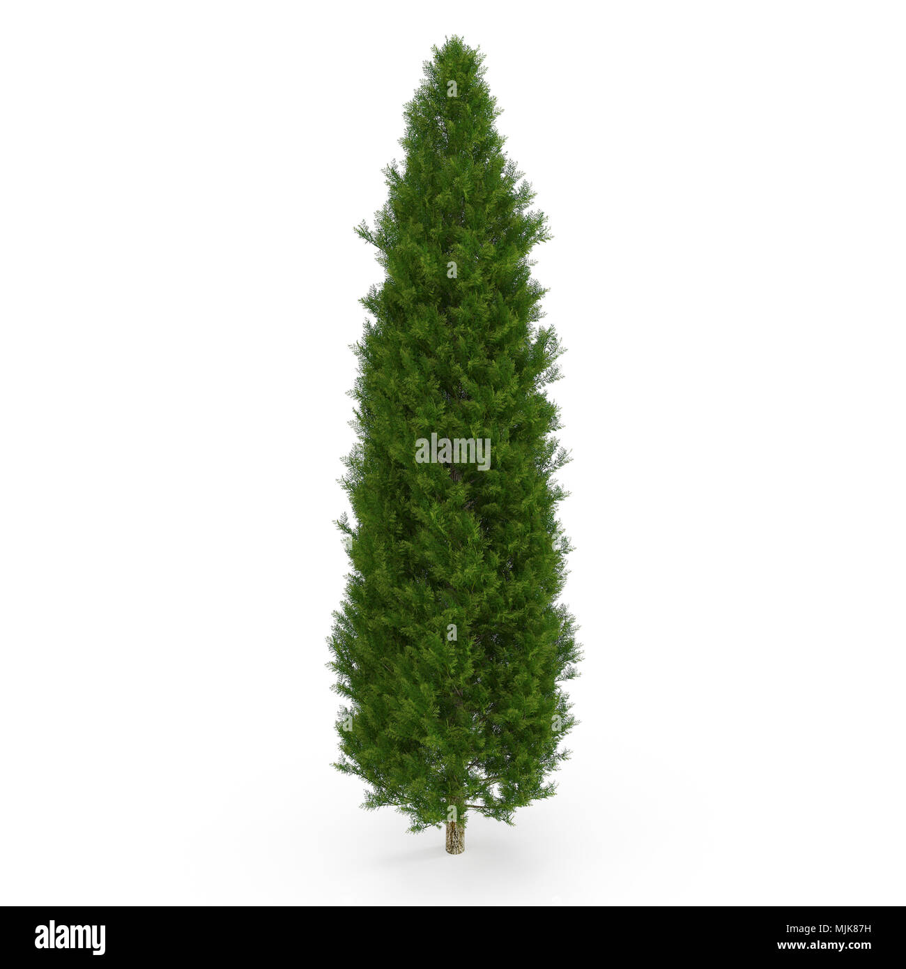 Columnar cypress hi-res stock photography and images - Alamy