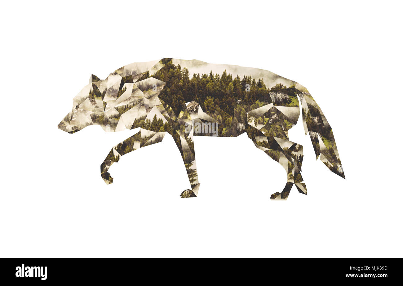 Low Poly Collage: Silhouette of Wolf and Photocollage of Coniferous ...
